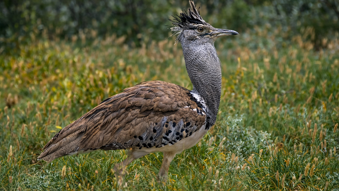 The proud bird in the grassland