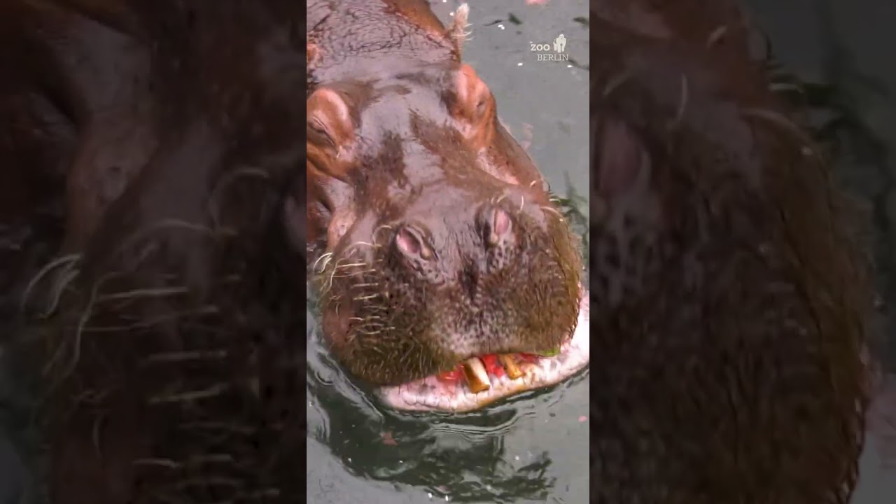 See a hippo joyfully devour a juicy watermelon snack