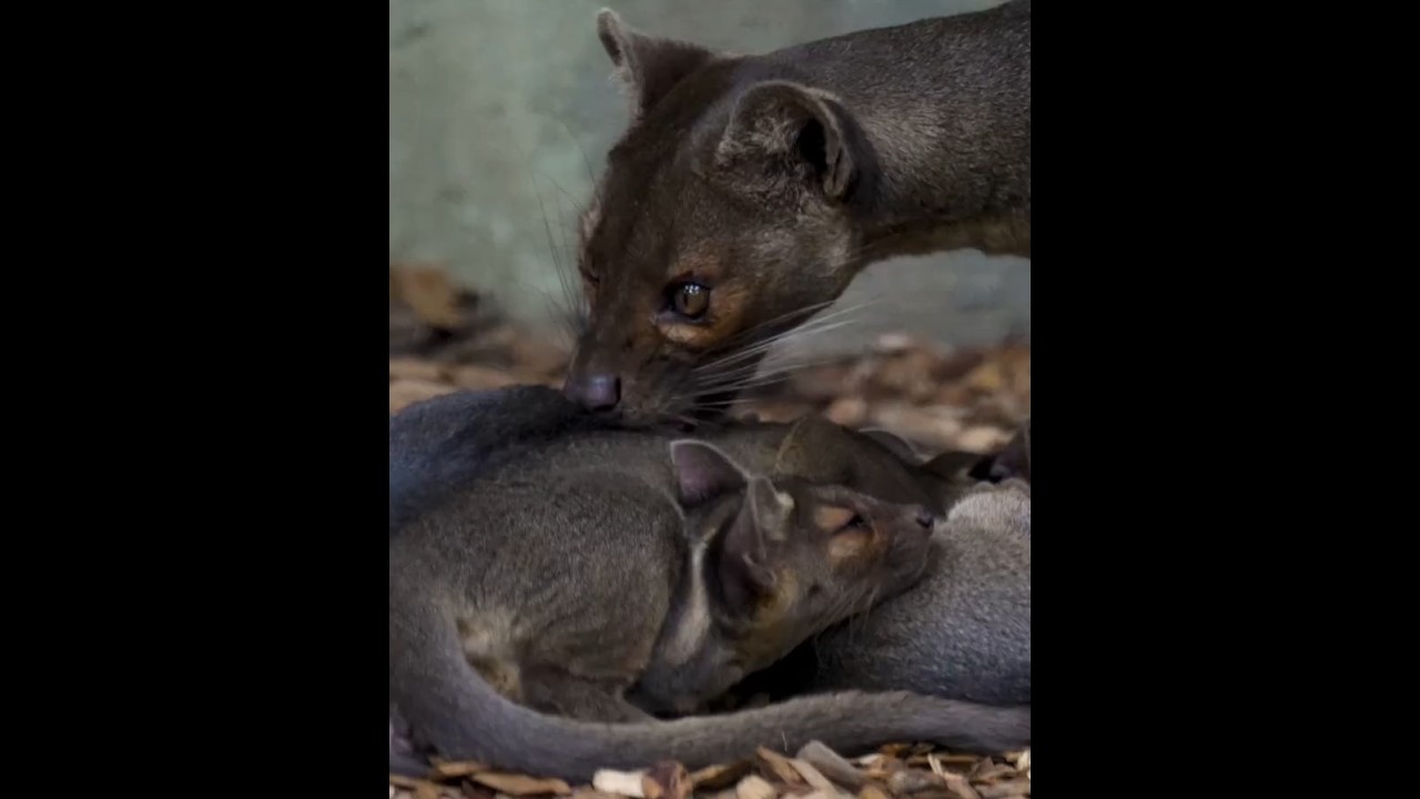 Fossa pups form the ultimate cuddle puddle