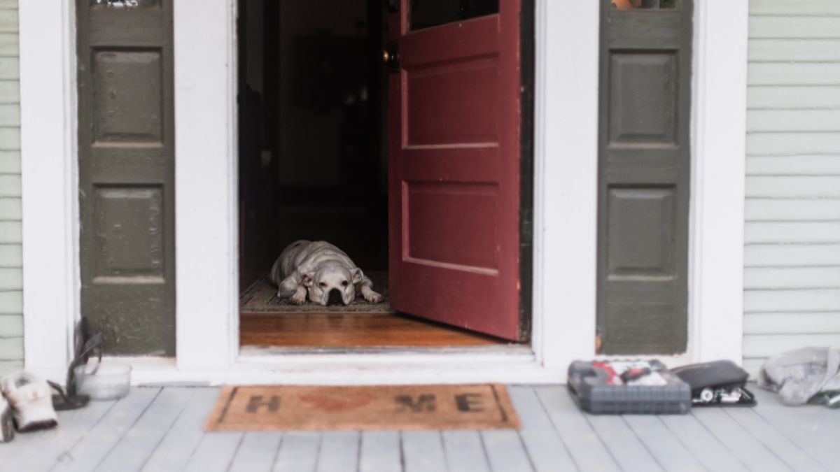 Why some dogs prefer sleeping by the door
