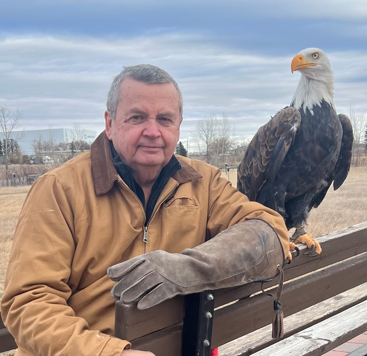 Here’s why bald eagle sightings have soared across Alberta