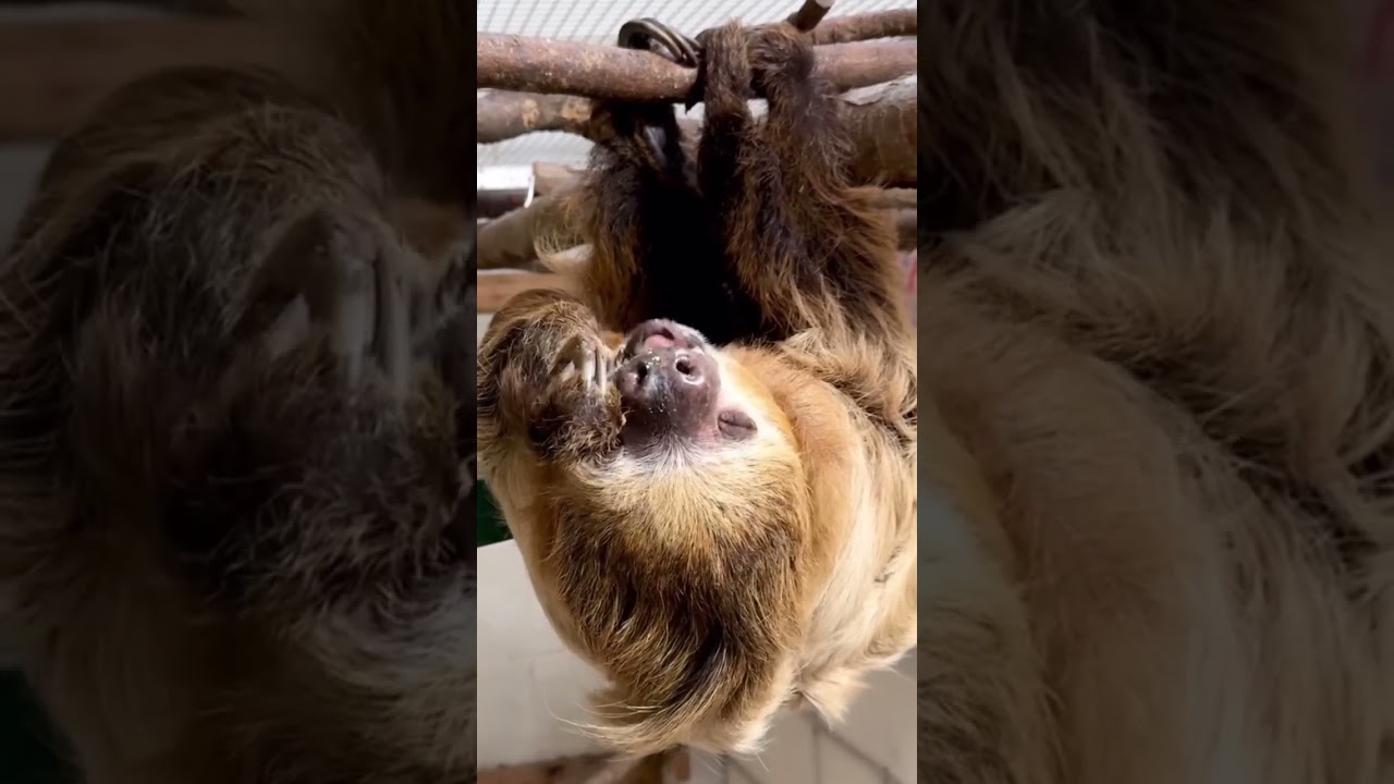 Sloth relaxes completely while enjoying a peaceful dinner