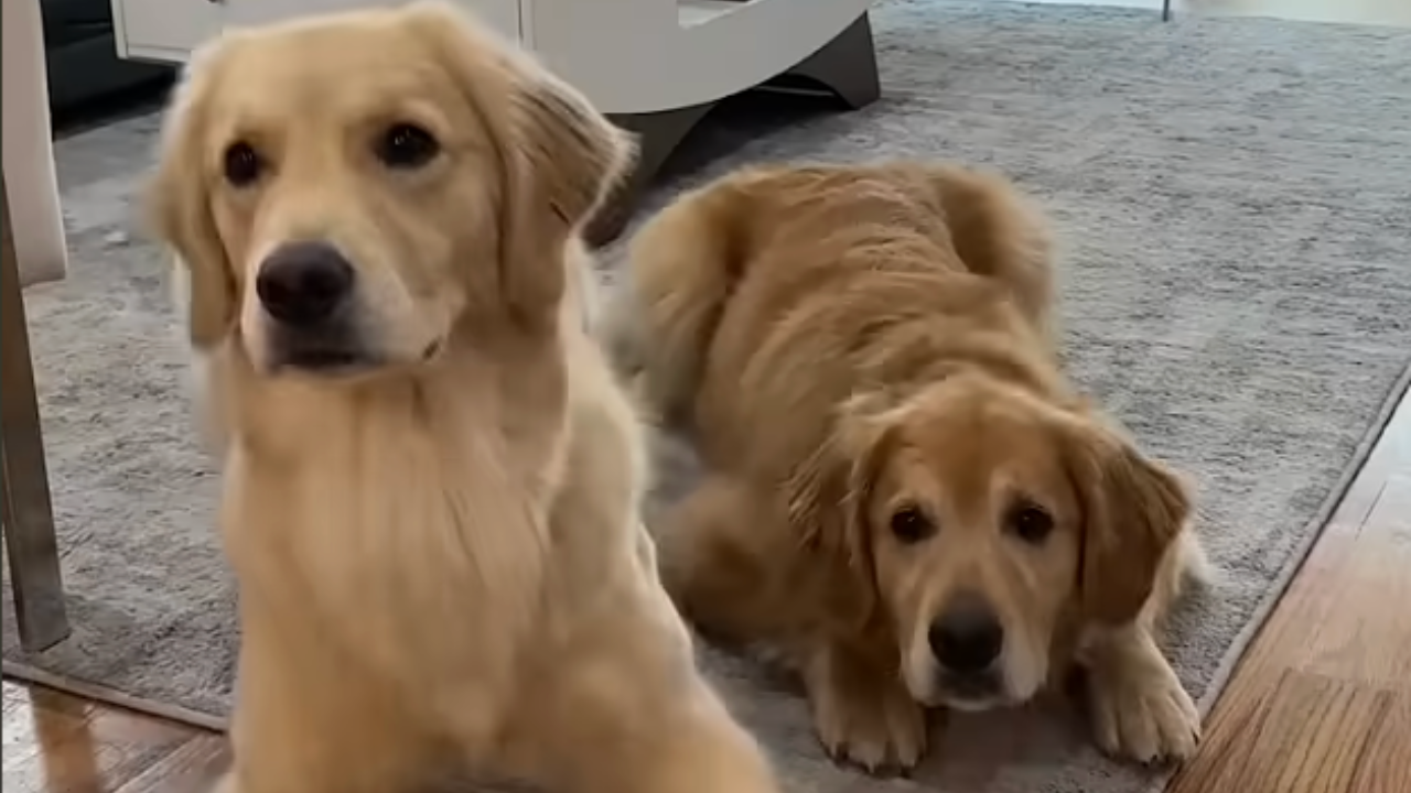 The fastest mood change ever: Vet time