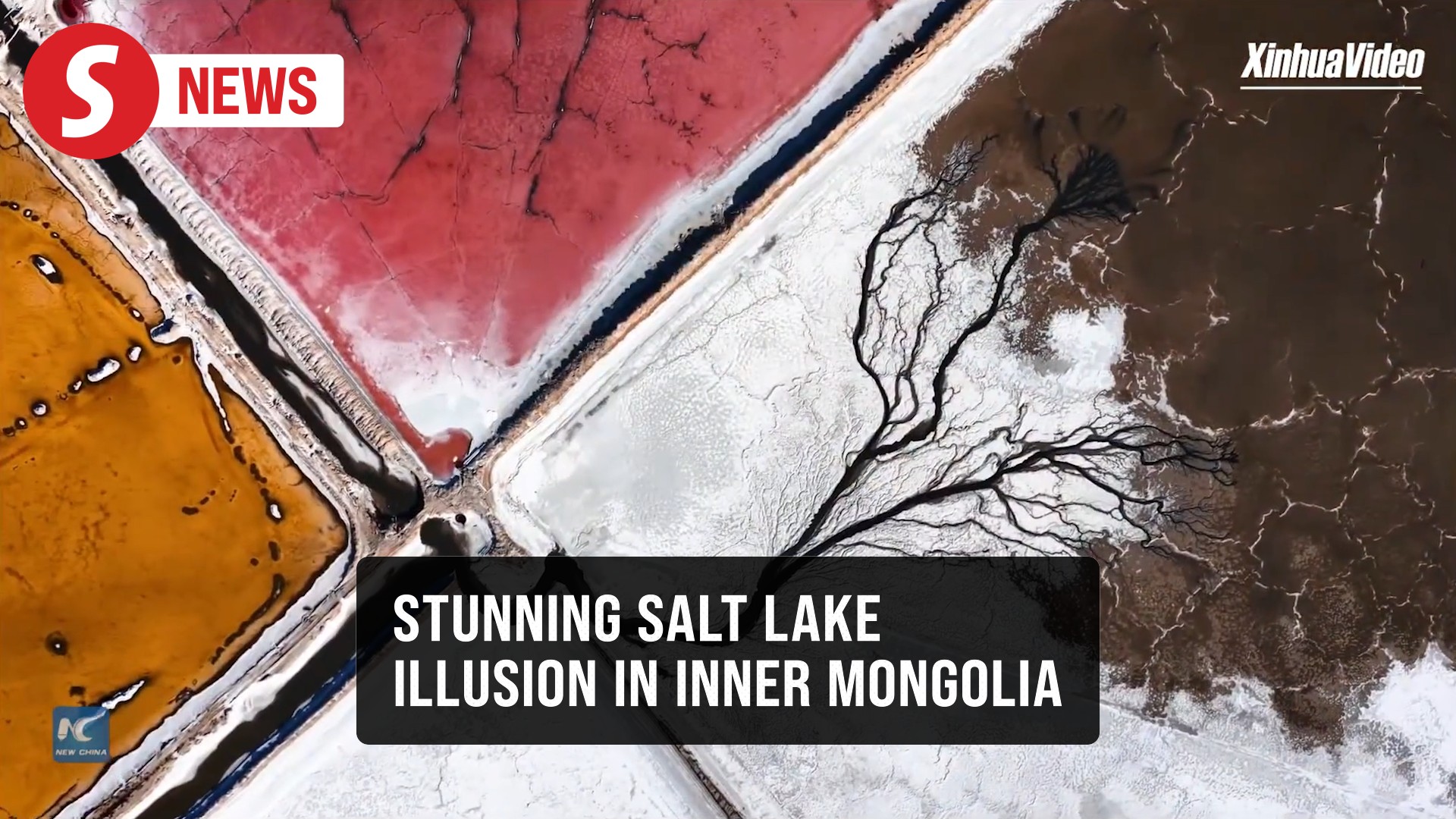 Inner Mongolia’s 'Tree of the Earth' amazes from above