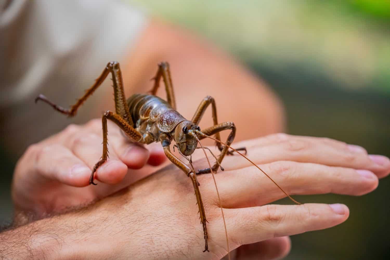 The God of Ugly Things: New Zealand’s massive insect treasure