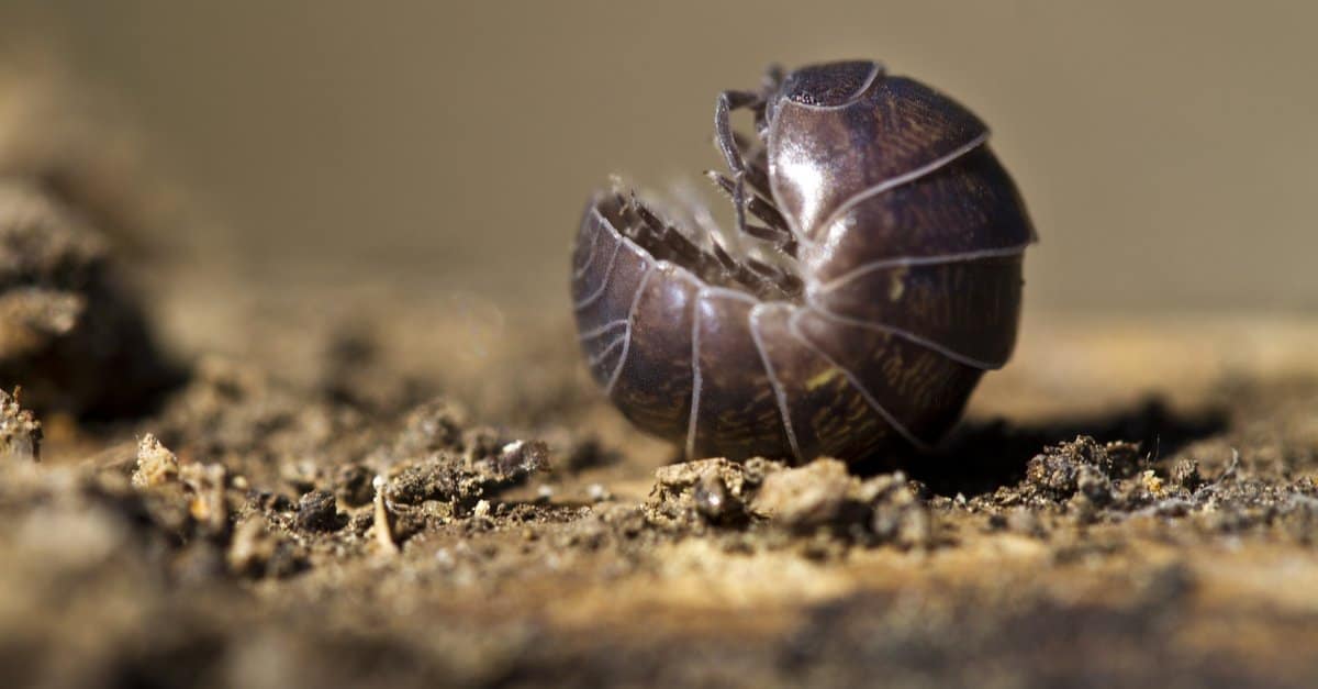 The evolution of pill bugs’ rolling defense—and when it doesn’t work
