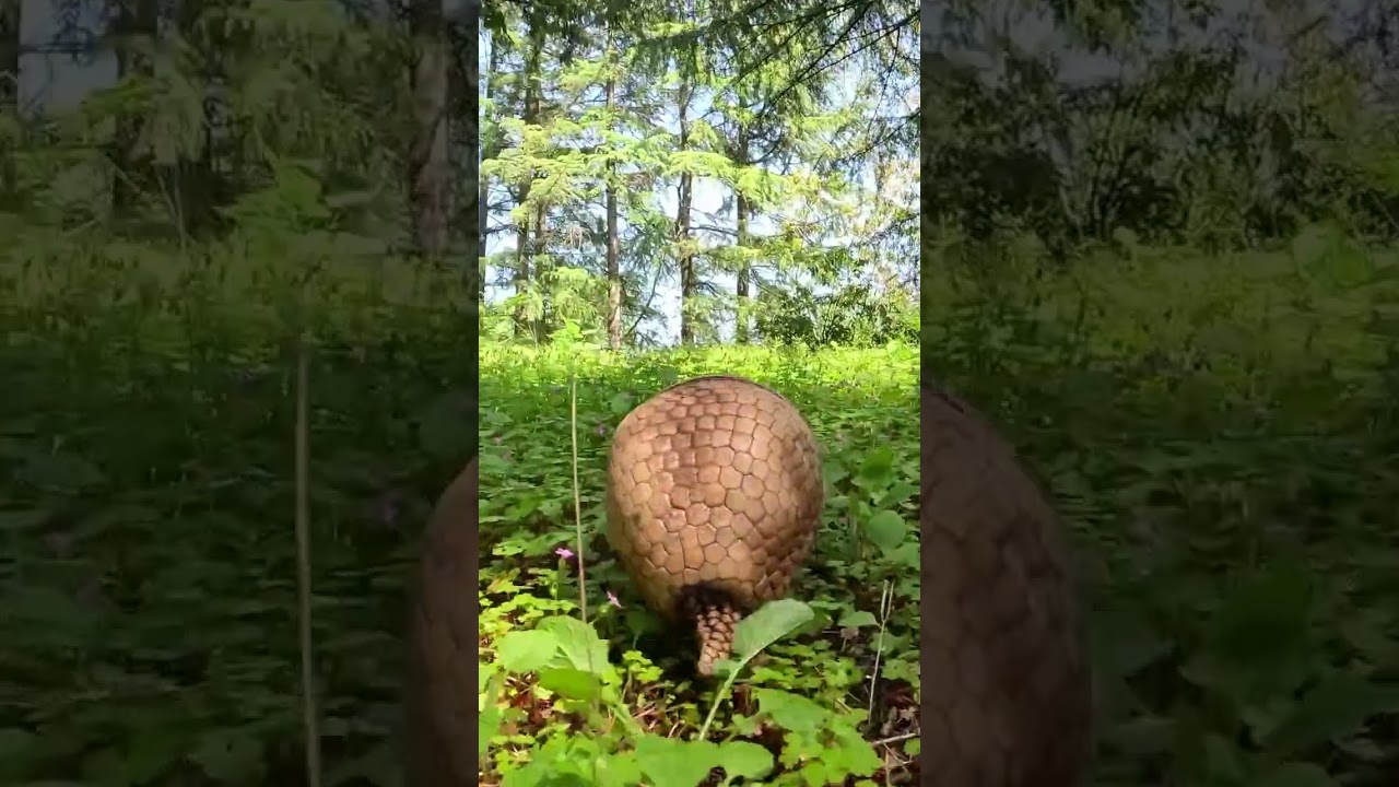 Observe a quick armadillo scampering through the dense forest