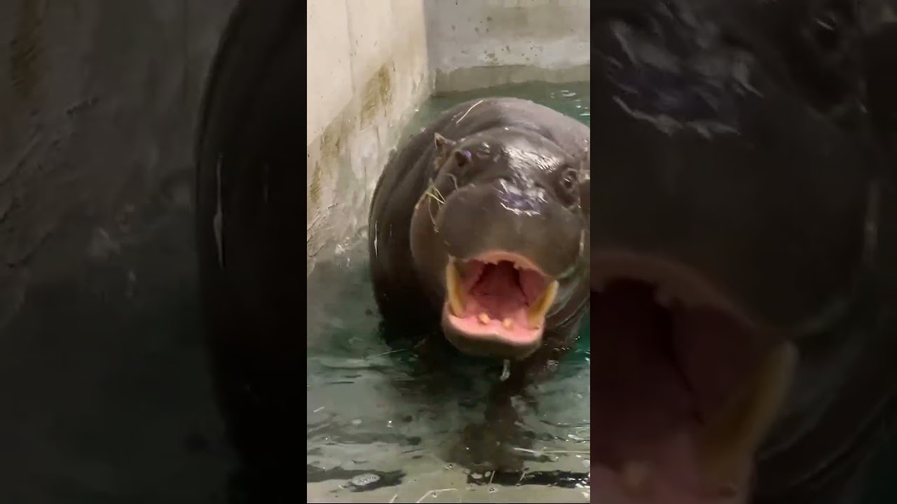 Baby hippo sneaks a glance at a slippery spud