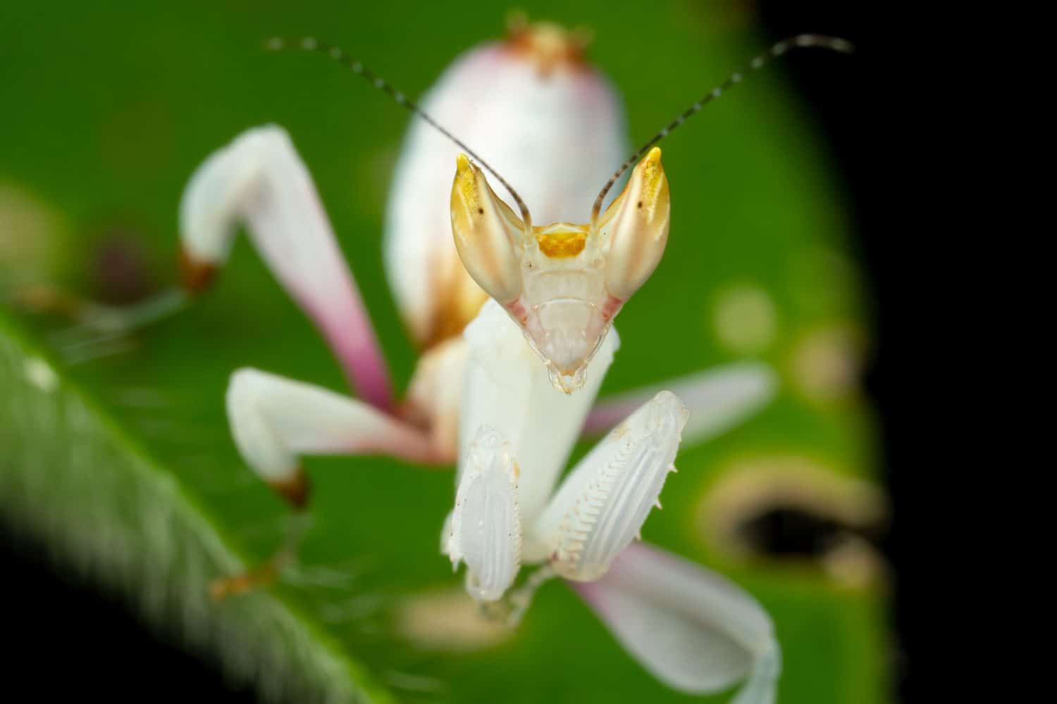 Orchid mantis: The expensive exotic insect you thought was a flower