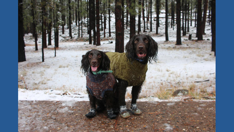 How cold is too cold for your dog?