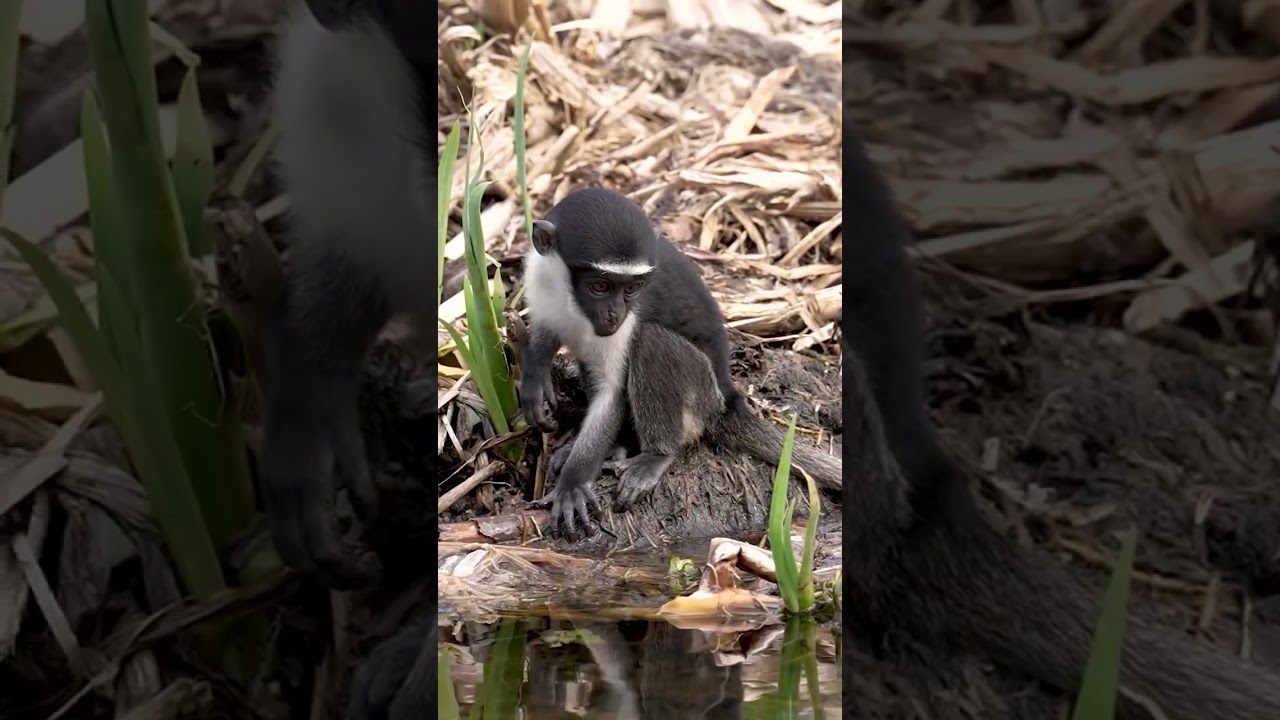 Roloway monkeys show playful and mischievous behavior