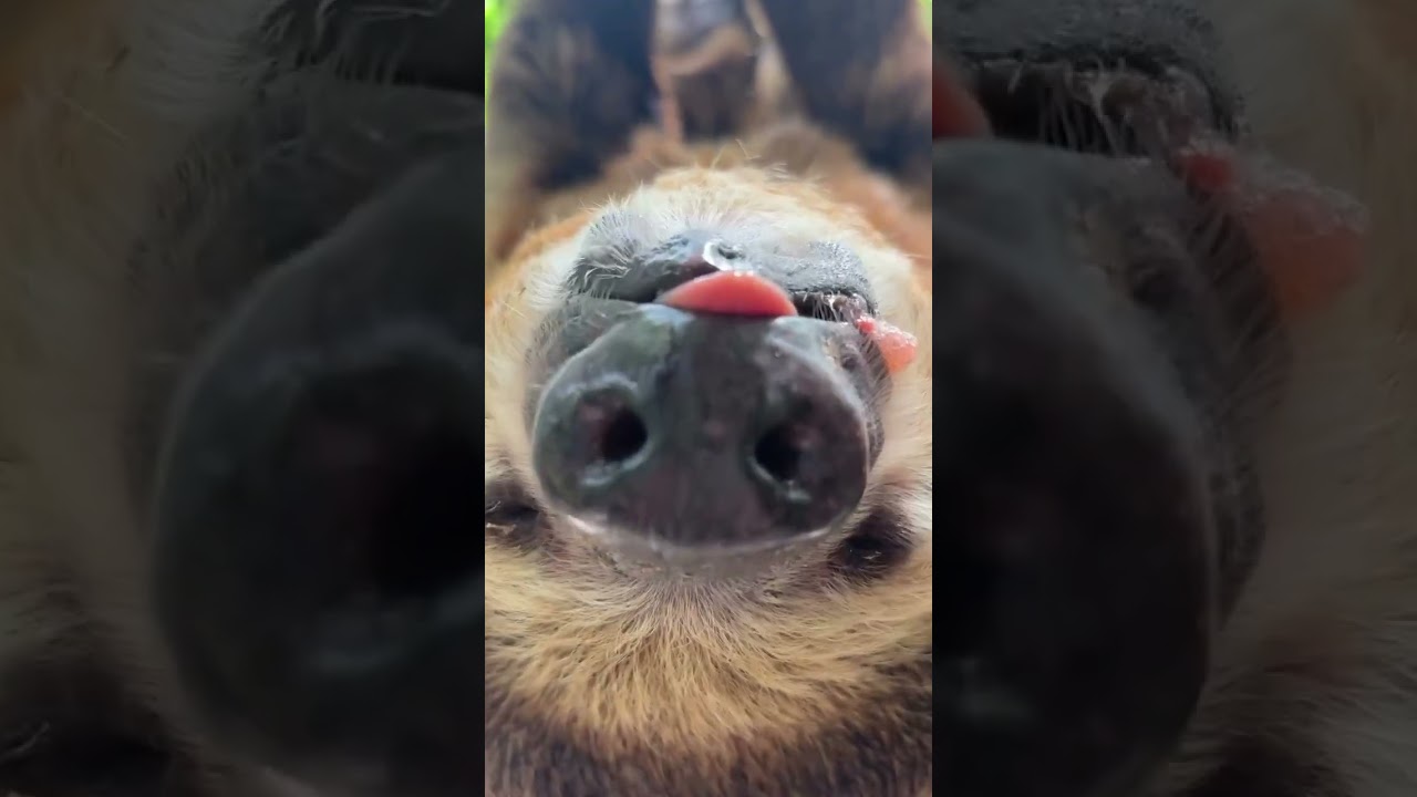 Sloth Moe snacks slowly while enjoying a lazy afternoon break