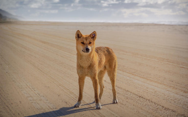 Meet the dingo, the wild dog that rules Australia’s outback