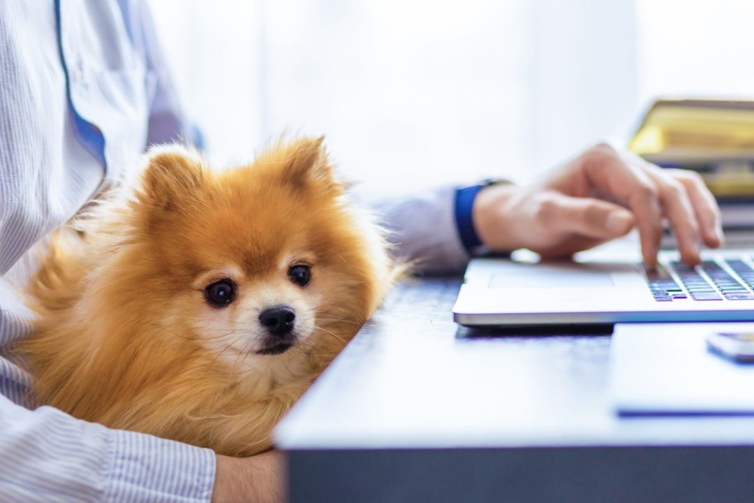 8 best dog breeds if you work from home, according to veterinarians