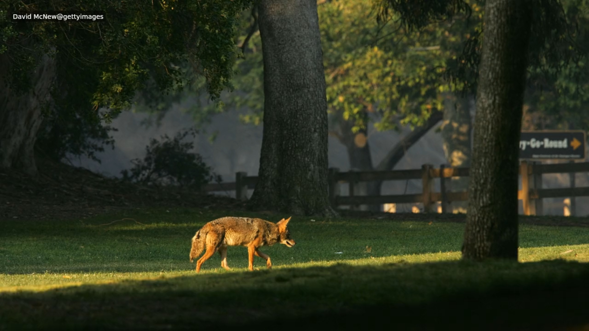 Spotted a coyote in your yard? Experts say to take these 8 steps now