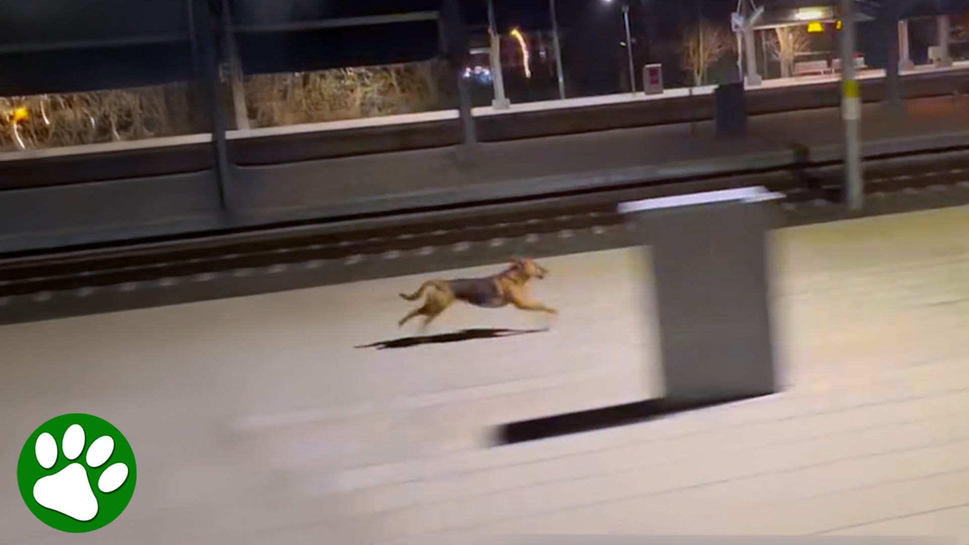 Train driver feeds starving dog every day