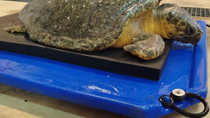 Rescued loggerhead turtle Finley shows signs of recovery at uShaka Sea ...