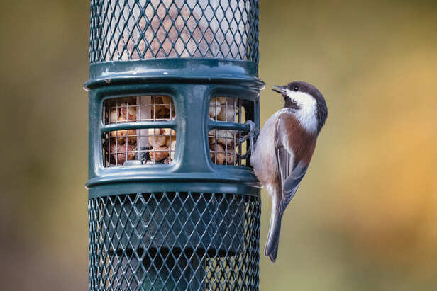Trapped in a cage: Can birds lose their joy in captivity?