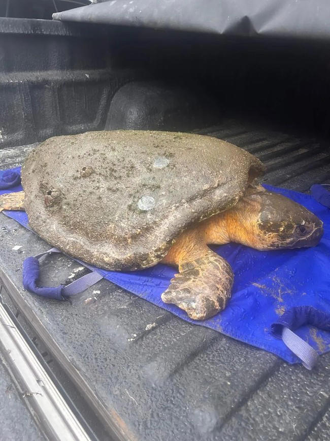 Rescued loggerhead turtle Finley shows signs of recovery at uShaka Sea ...