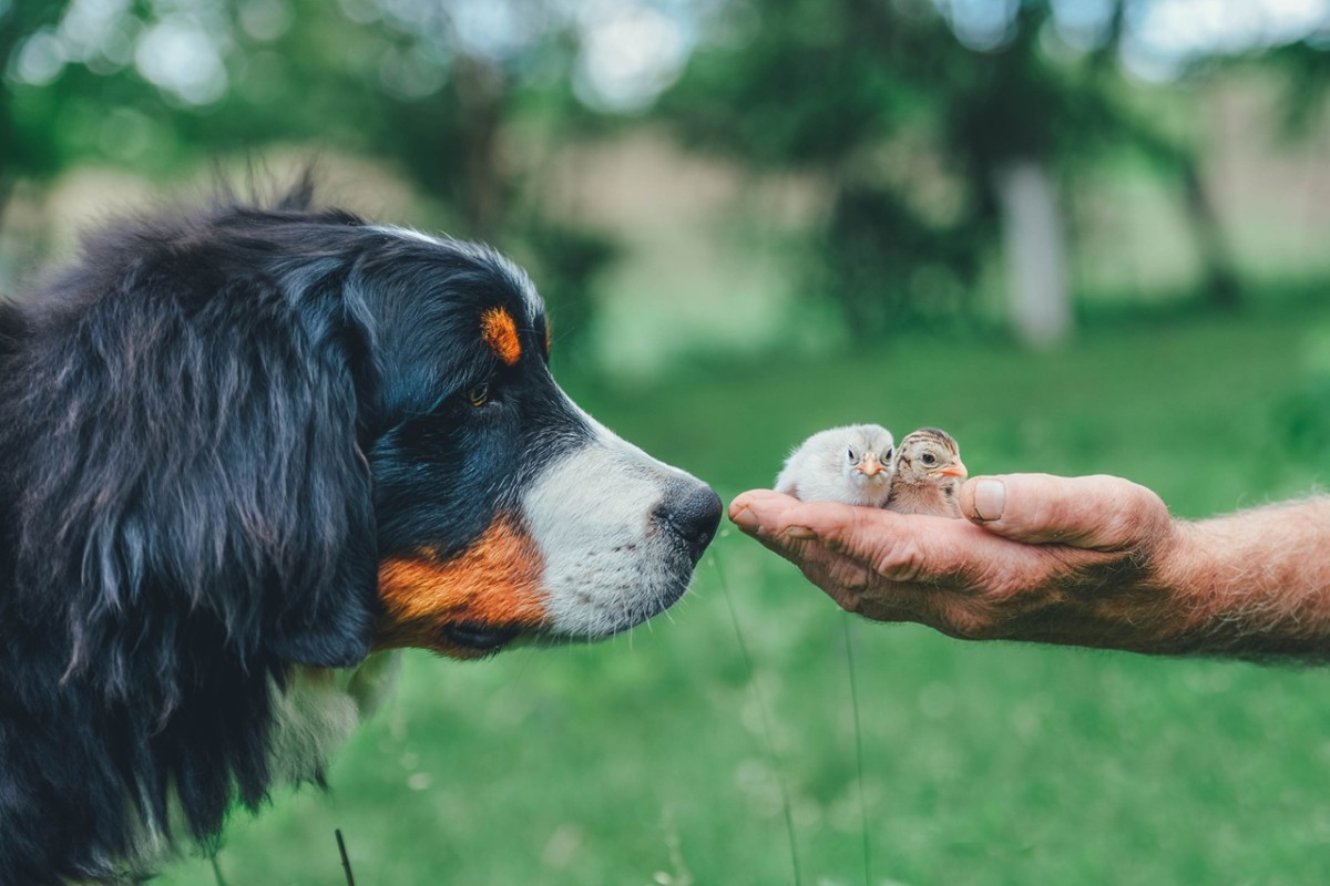 6 chicken-friendly dog breeds recommended by experts