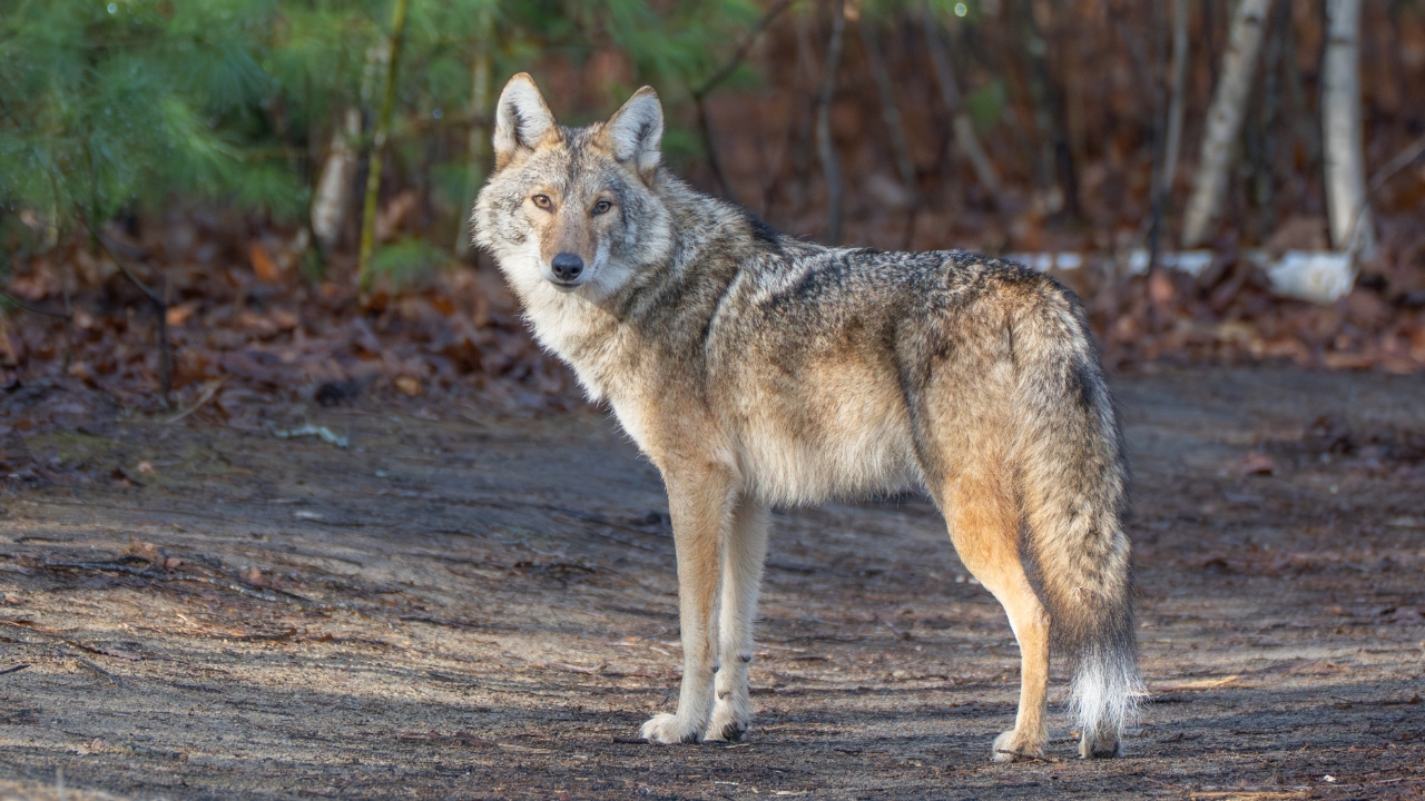 The animals that kill more pets than any big predator does