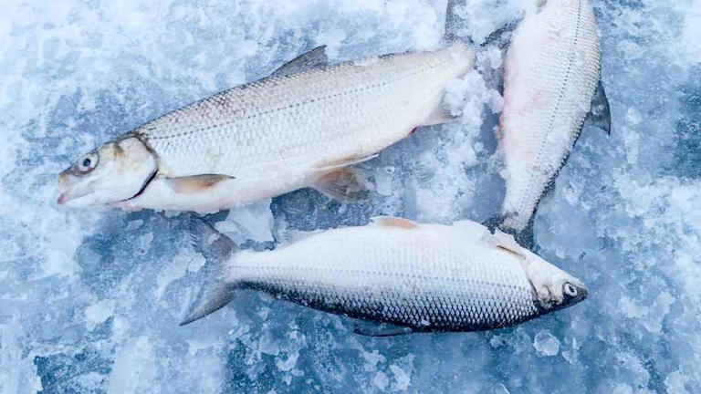 Why ciscoes are my favorite fish to pull through the ice
