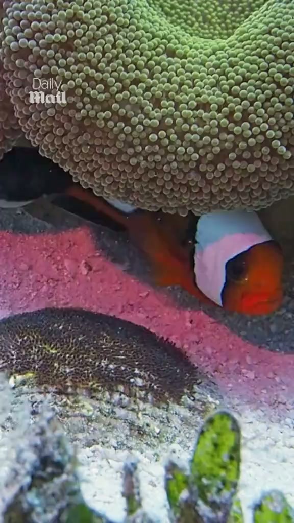 Clownfish carefully fan fresh water over their eggs