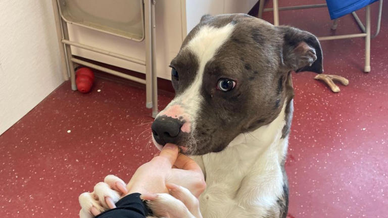 Floppy ears, big heart: Meet Batty!