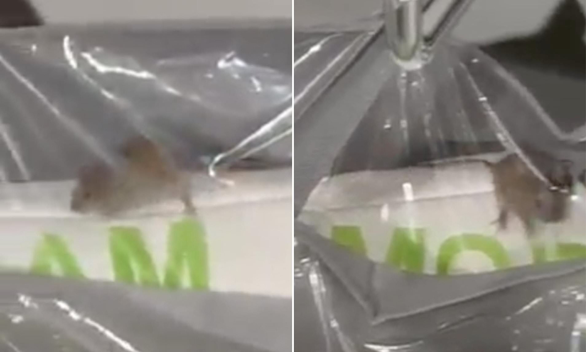 Primark shopper startled after spotting mouse scurrying inside a pillow ...