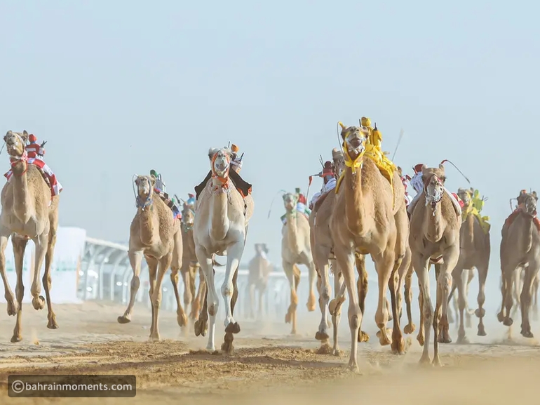 Bahrain camels dominate King Salman Camel Festival 2026