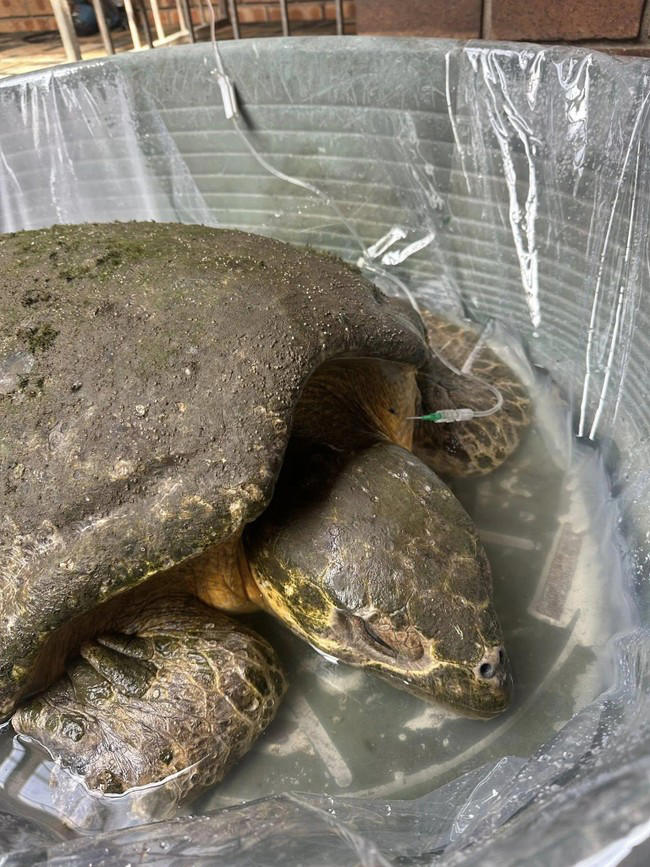 Rescued loggerhead turtle Finley shows signs of recovery at uShaka Sea ...