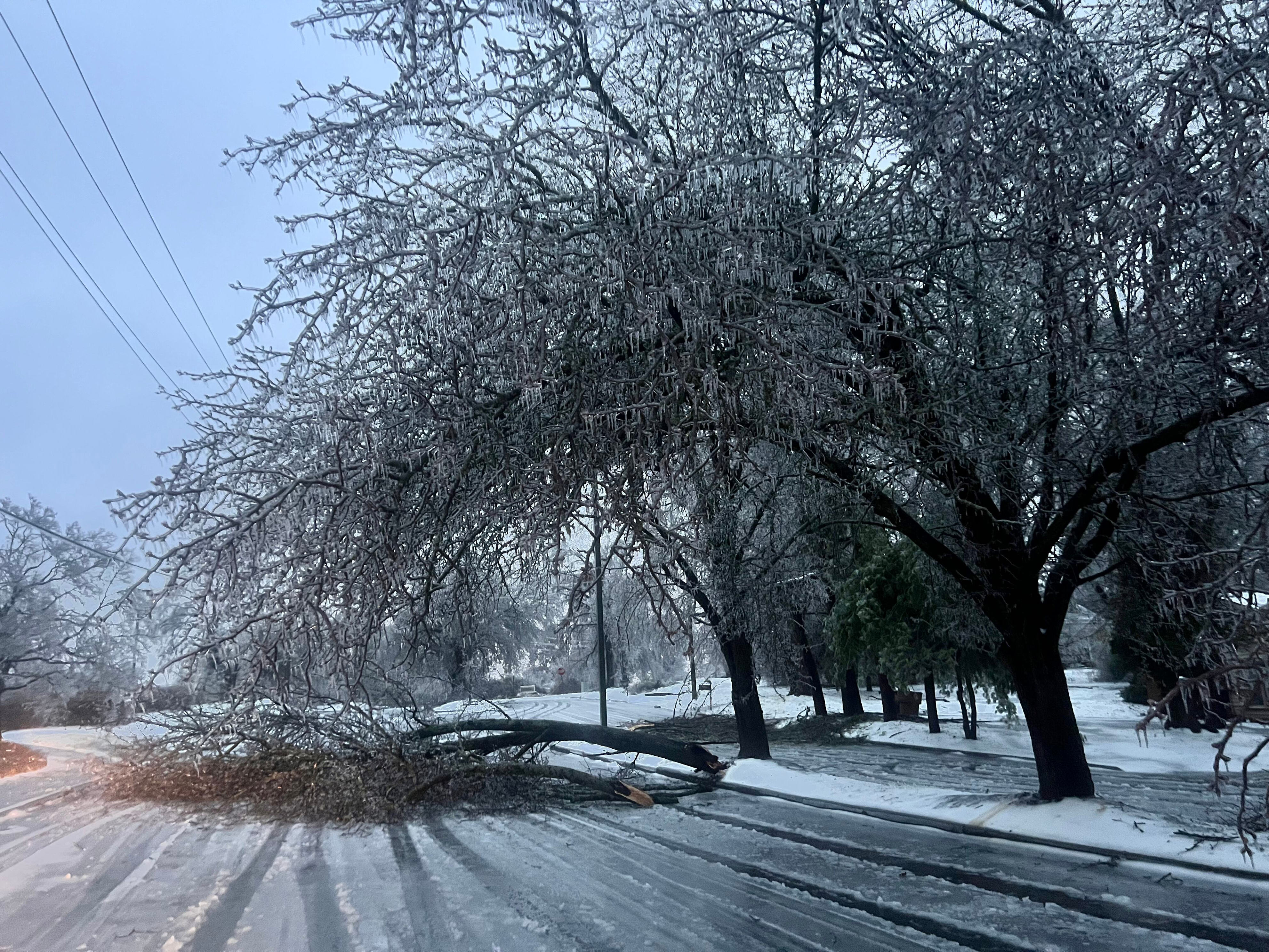 These trees are most likely to fall during Tennessee’s ice storm