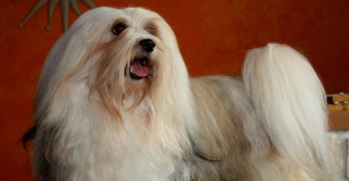 'Designer' labels are getting dragged – 12 breeds people keep ...