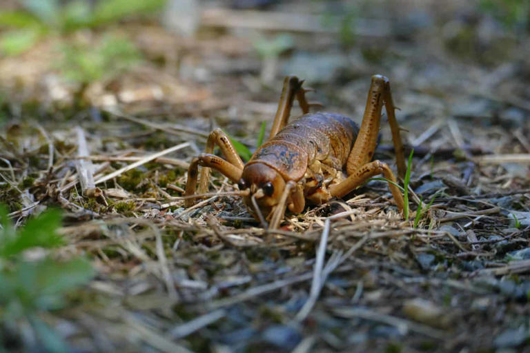 The God of Ugly Things: New Zealand’s massive insect treasure