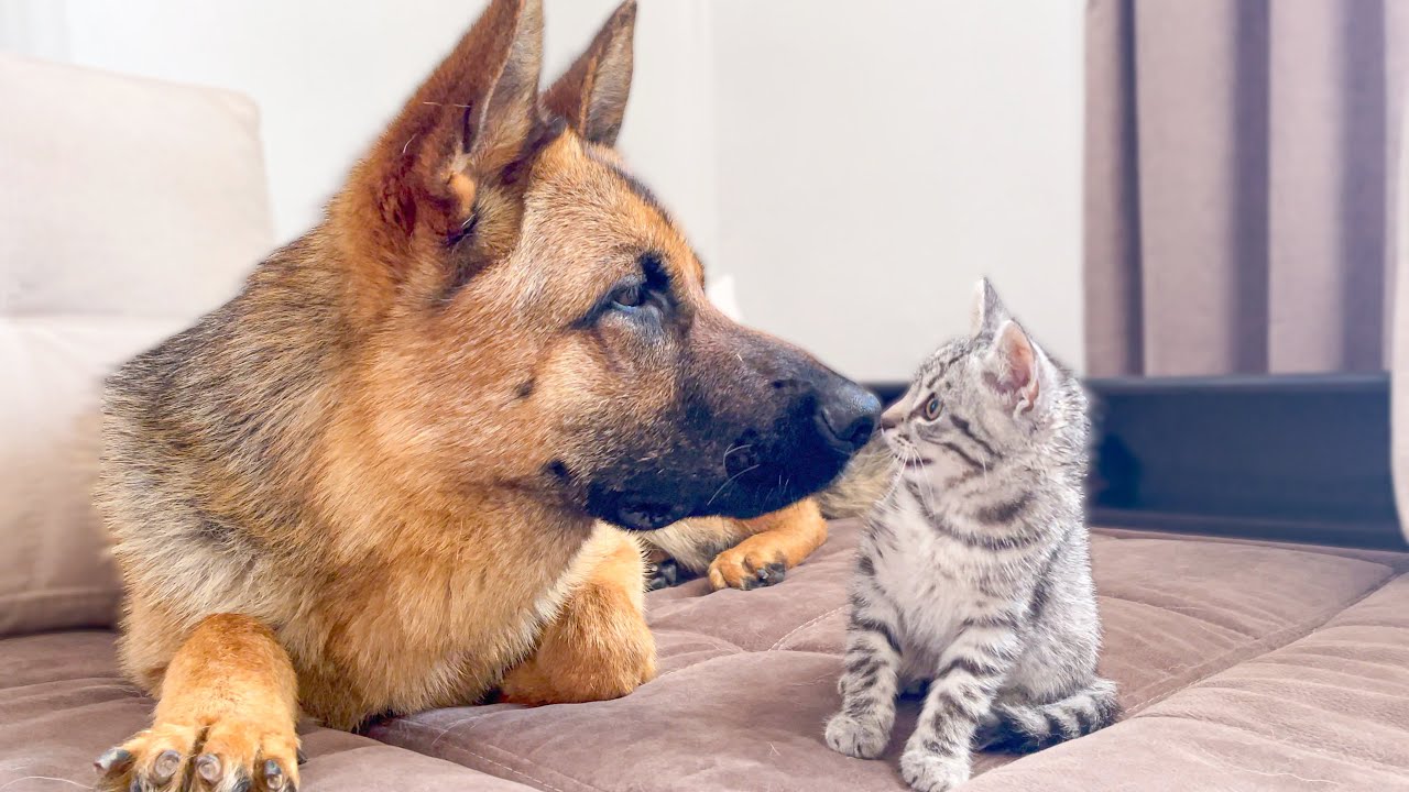 German shepherd realizes kitten is extremely small