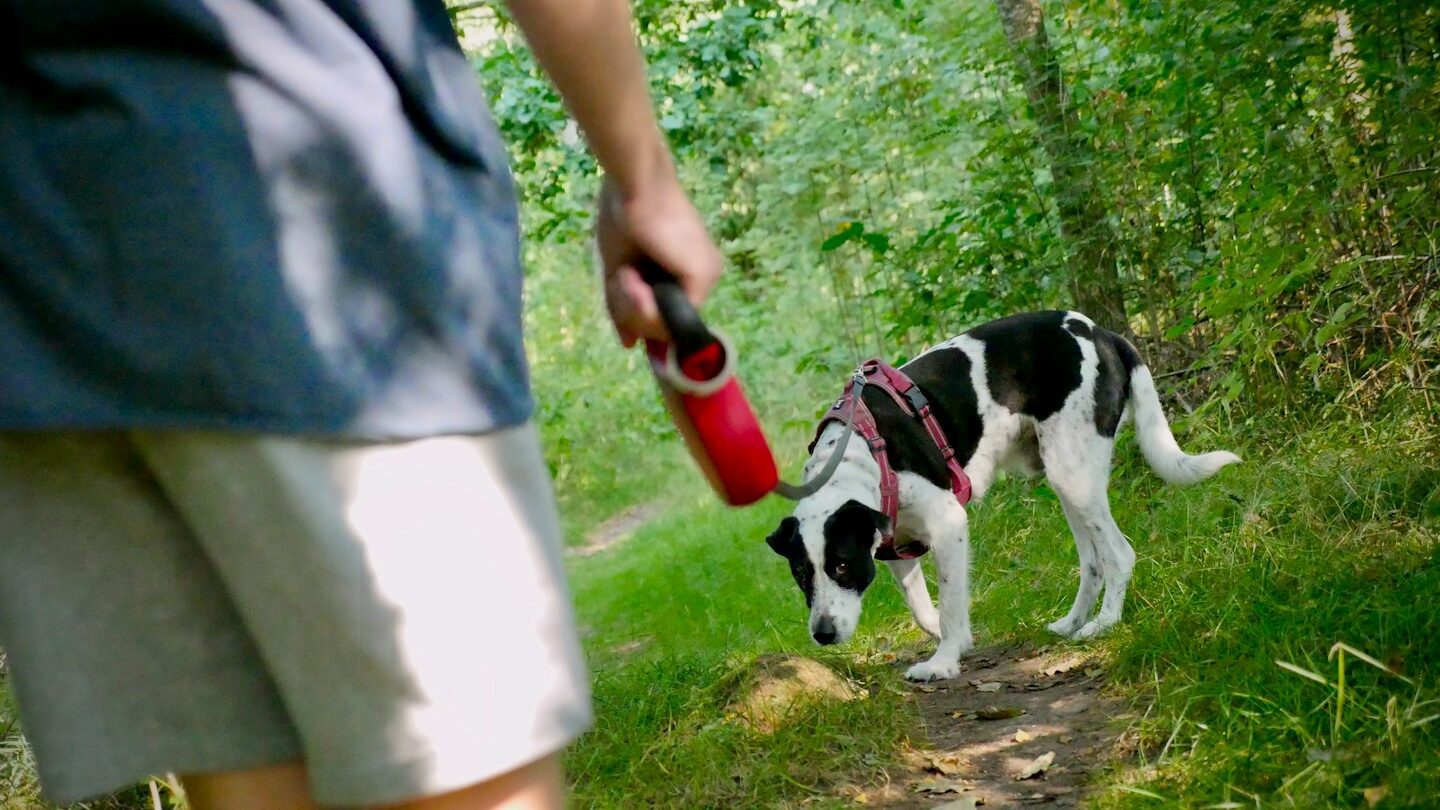 El perro olisquea fuera y nada: esta es la razón por la que no defeca