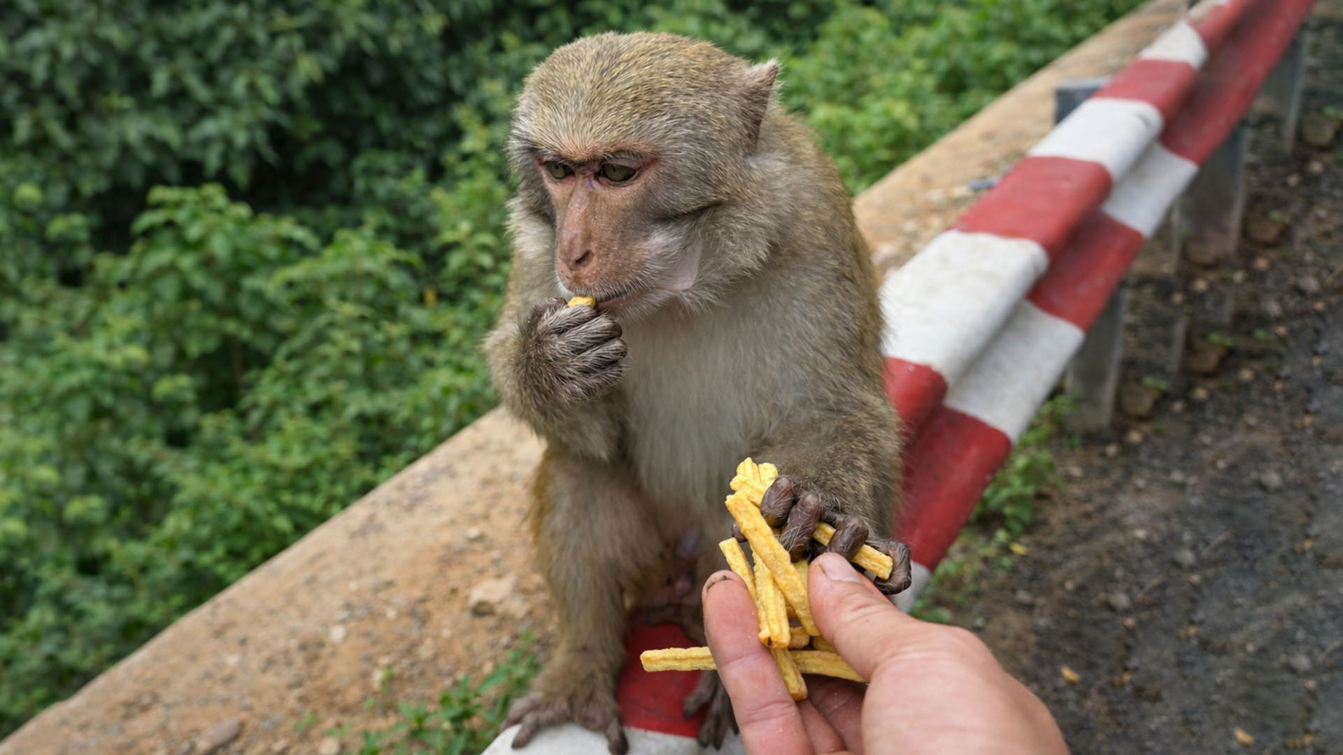 Monkey caught eating a potato snack