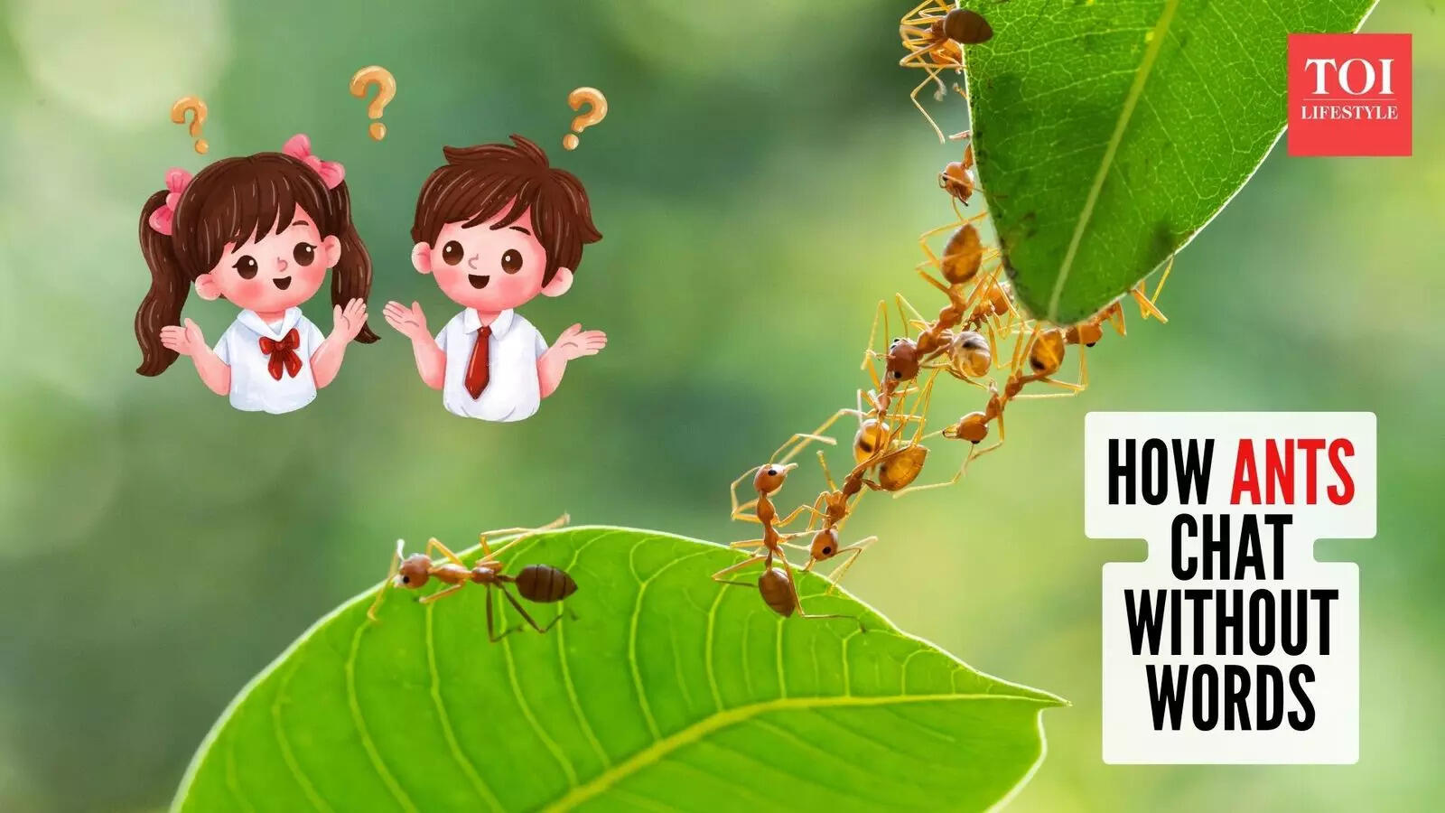 Curiosity corner: How do ants talk to each other?