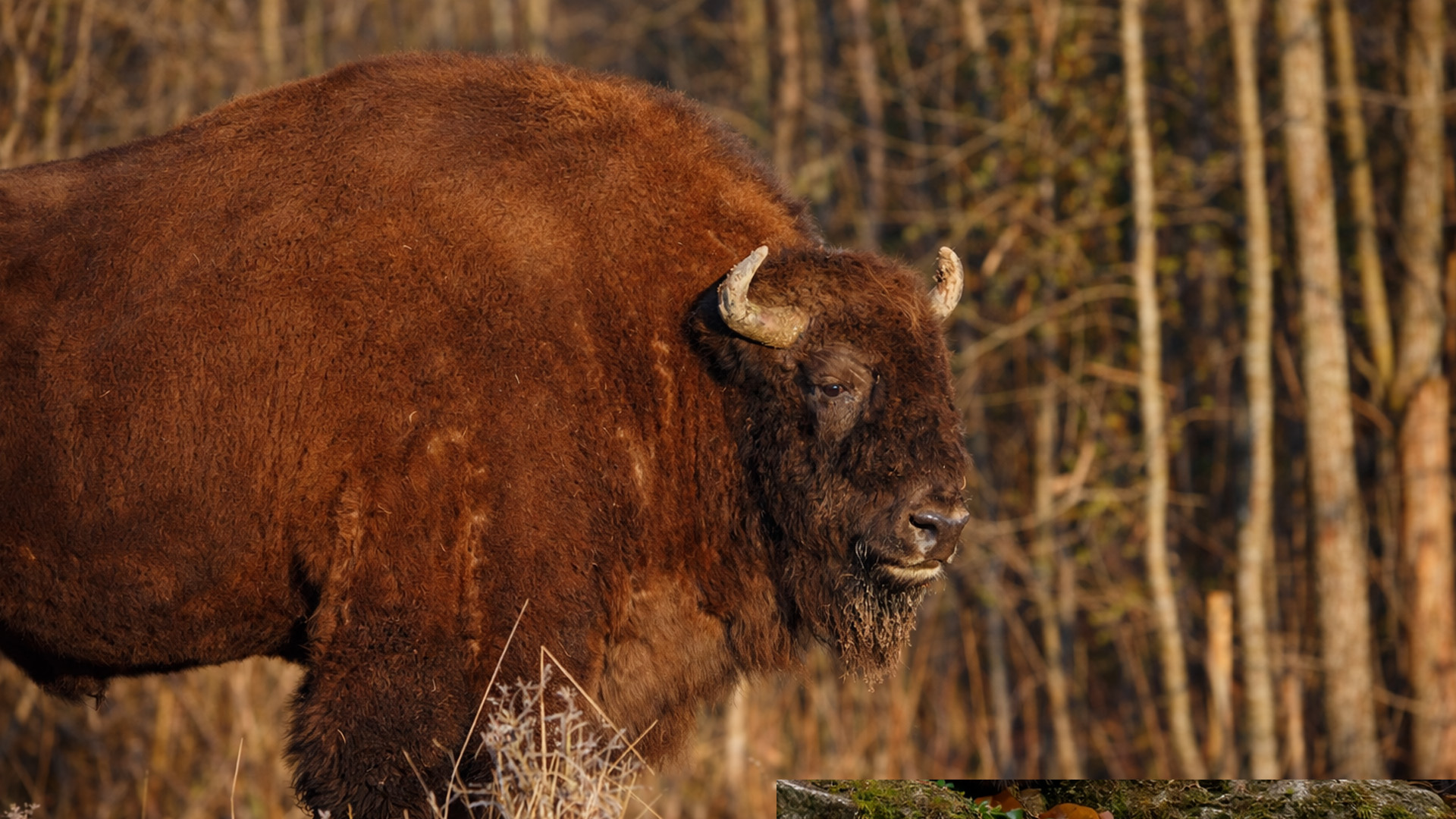 Nečekal jsem, že uvidím zubra z takové blízkosti