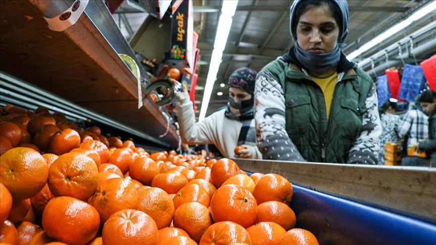 Narenciye ihracatı 2025'te Türkiye'ye 1 milyar 477 milyon 58 bin dolar ...