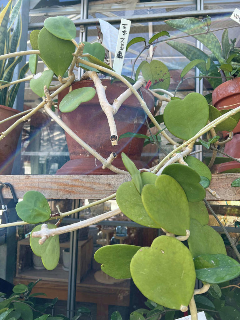 Meet the succulents that look like dolphins and hearts