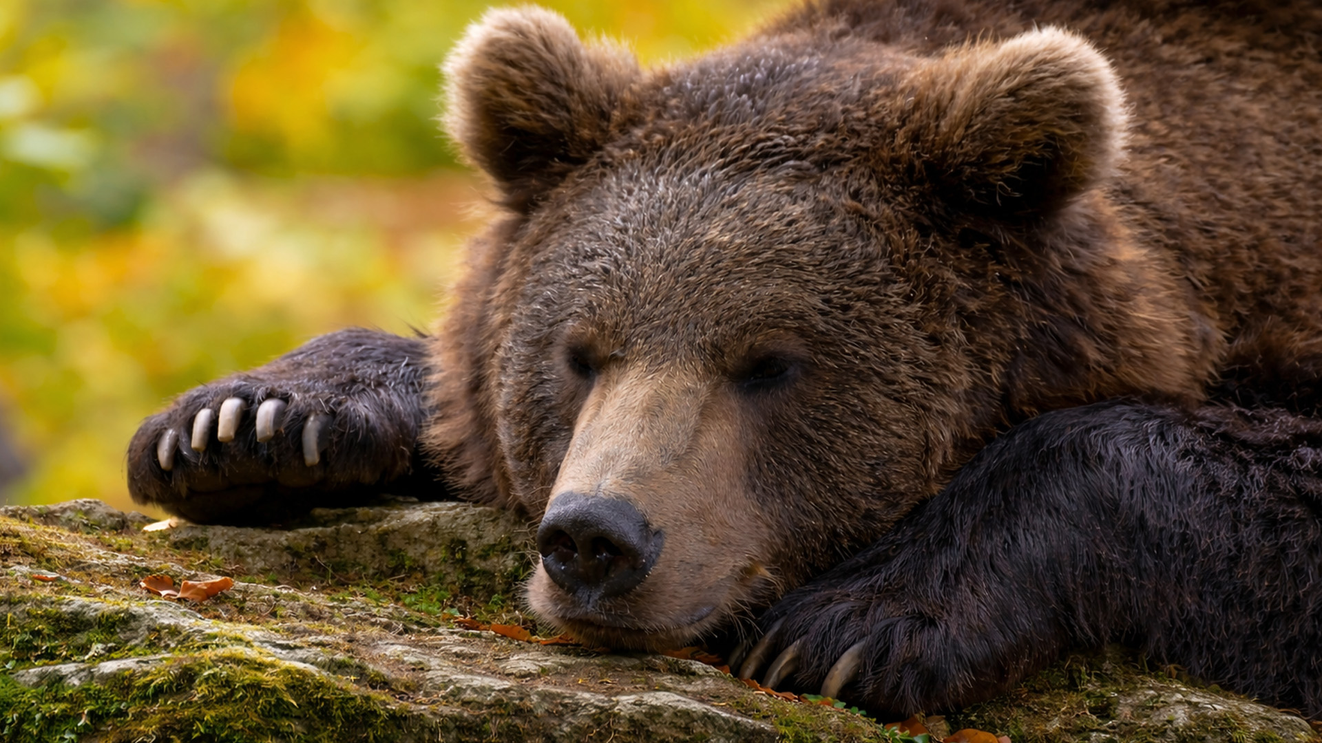 I found this bear fast asleep