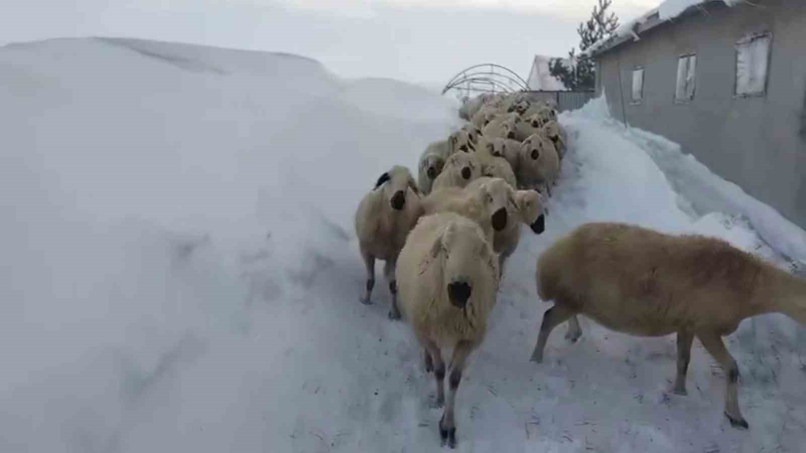 Sivas’ta kar kalınlığı yer yer 2 metreyi aştı, en çok hayvancılık ...