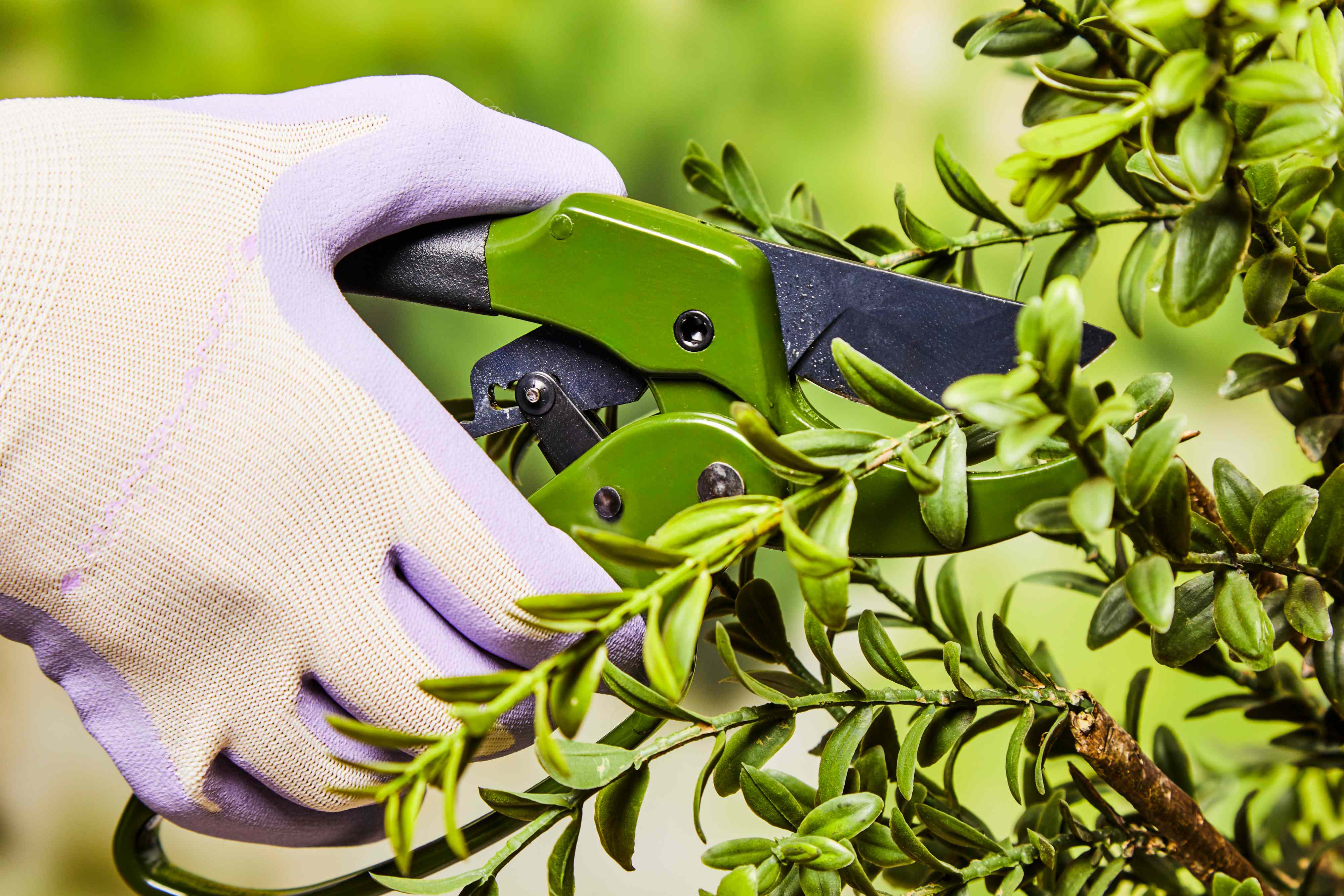 Why pruning now gives your garden a head start for spring (and what to ...