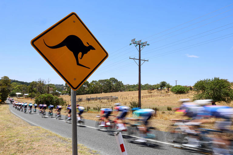🎥 Totale chaos in de Tour Down Under door een... kangoeroe! Bizarre ...