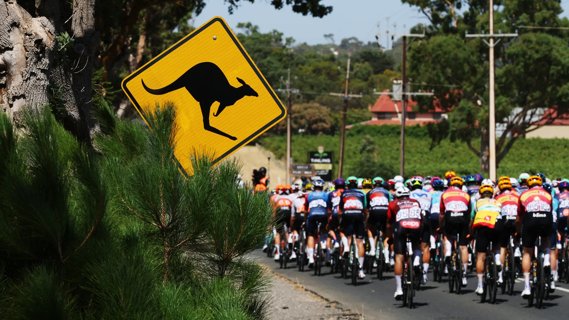 Panico al Tour Down Under: un canguro abbatte i ciclisti