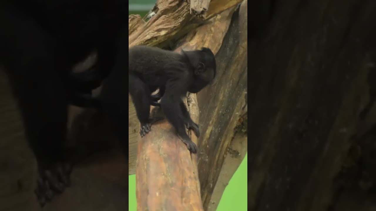 Adorable baby monkey melts your heart instantly