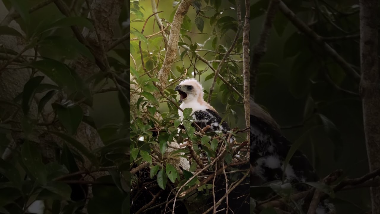 Meet a charming ornate hawk-eagle nestling up close