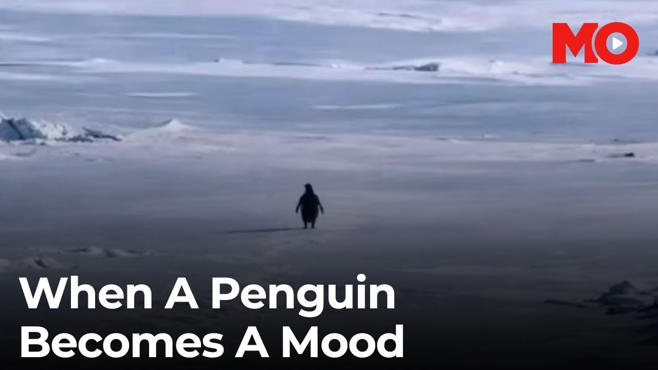 When a penguin becomes a mood: The story behind 2026's nihilist meme
