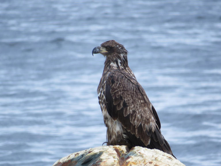 Here’s why bald eagle sightings have soared across Alberta